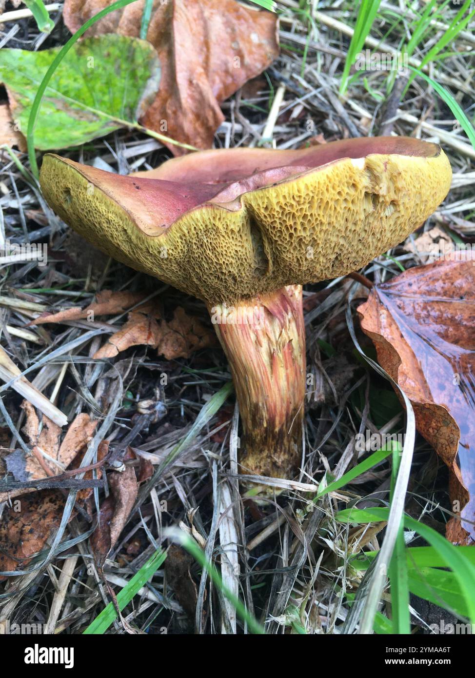 Ruby Bolete (Hortiboletus rubellus Stock Photo - Alamy