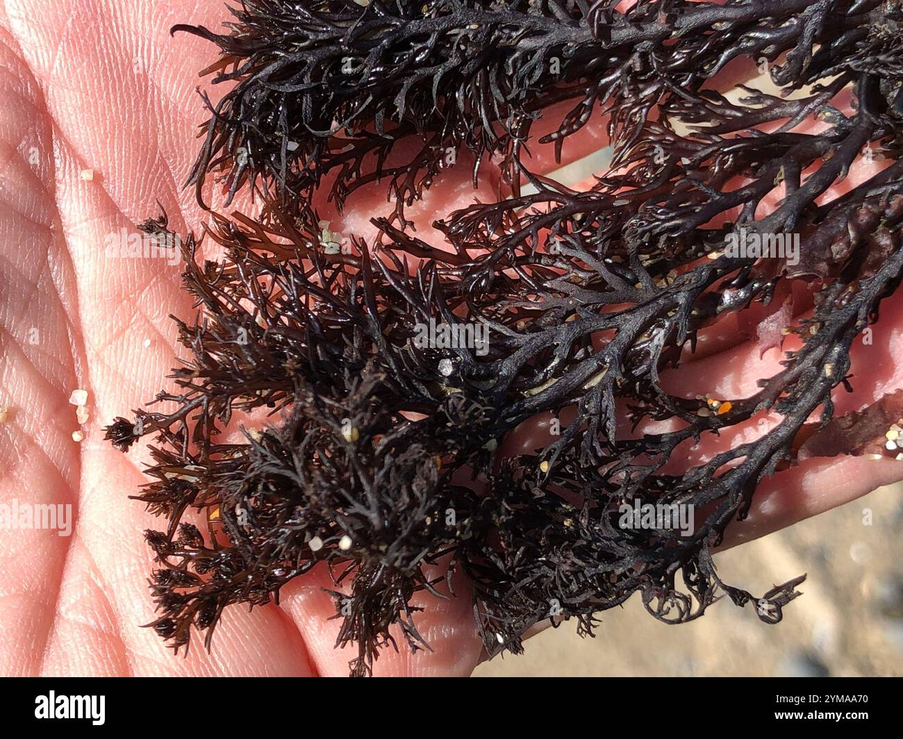 red algae (Rhodophyta Stock Photo - Alamy