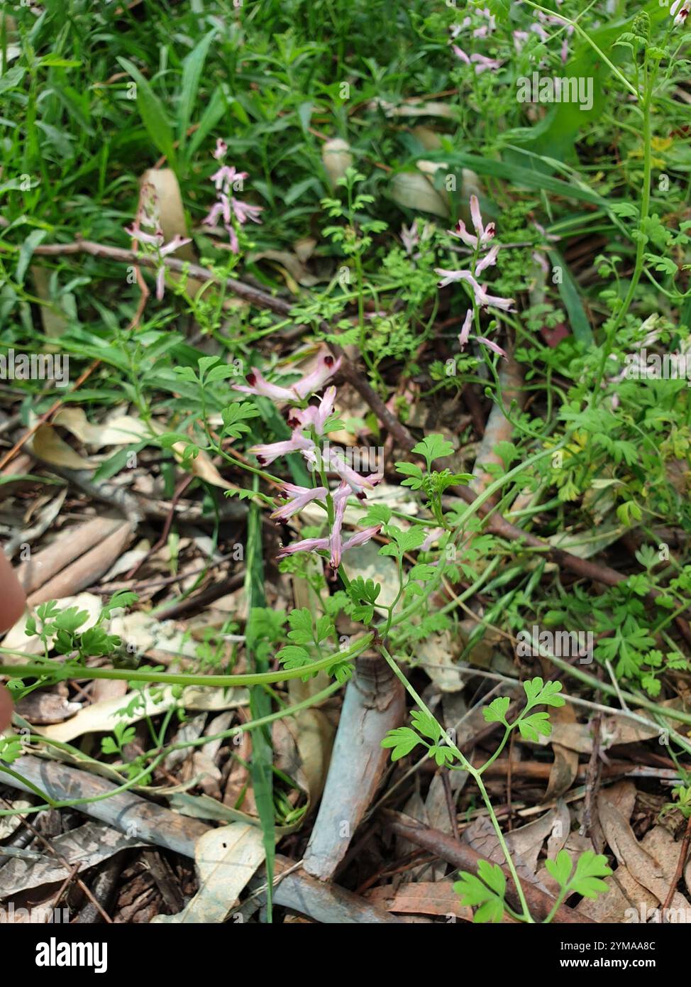 Common ramping fumitory hi-res stock photography and images - Alamy