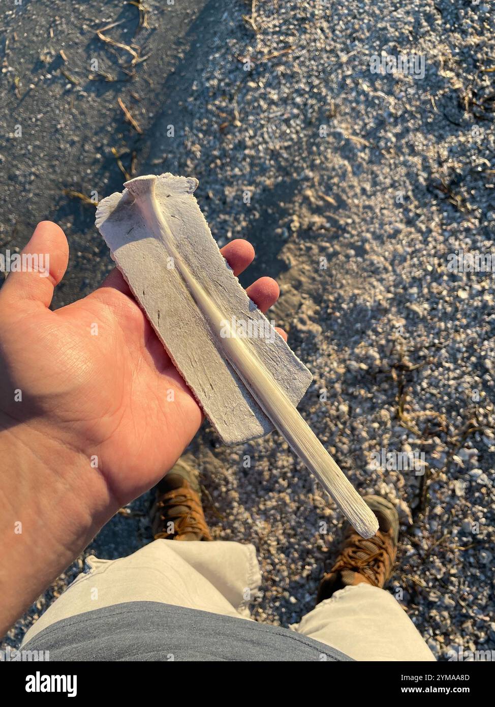 Typical Sea Turtles (Cheloniidae Stock Photo - Alamy