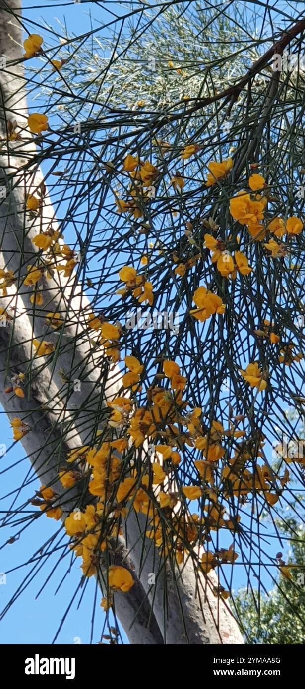 winged broom-pea (Jacksonia scoparia Stock Photo - Alamy