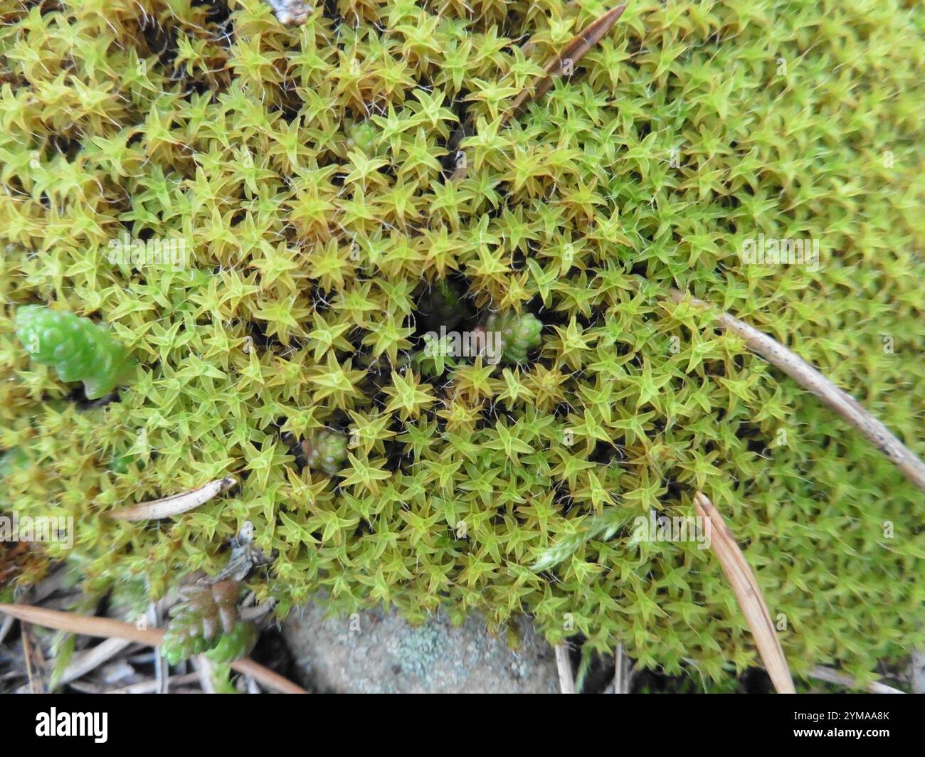 Star Moss (Syntrichia ruralis Stock Photo - Alamy