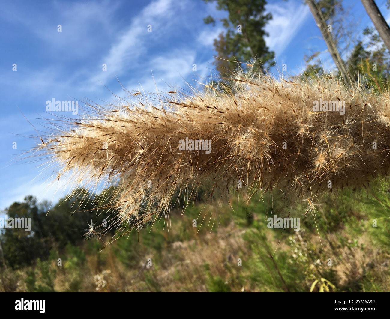 sugarcane plumegrass (Erianthus giganteus Stock Photo - Alamy