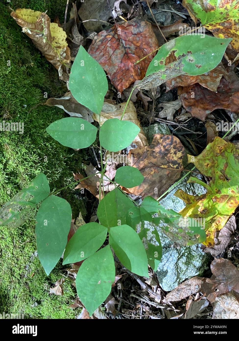 American hog-peanut (Amphicarpaea bracteata Stock Photo - Alamy