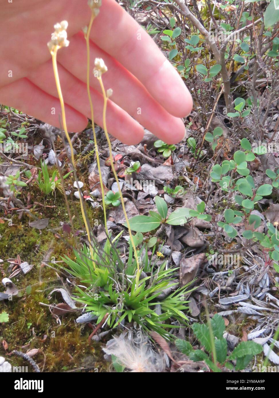 Scottish Asphodel (Tofieldia pusilla Stock Photo - Alamy