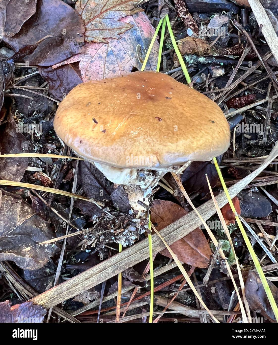 Slippery Jill (Suillus salmonicolor Stock Photo - Alamy