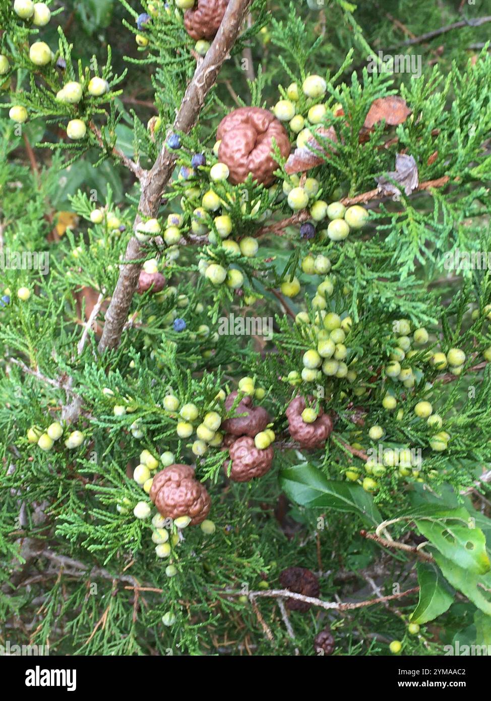 eastern redcedar (Juniperus virginiana Stock Photo - Alamy