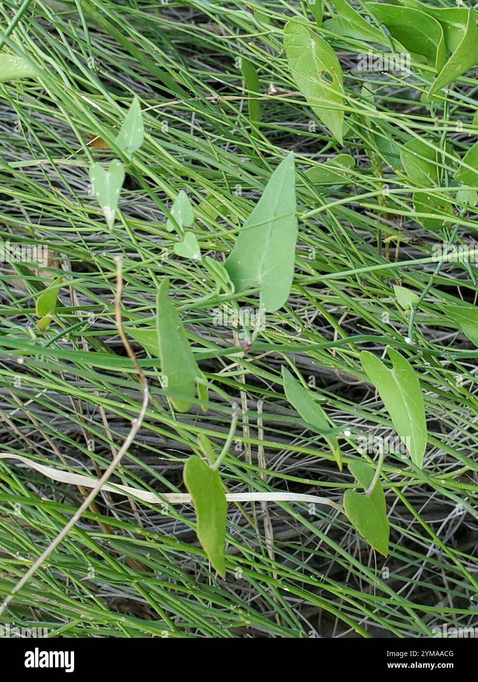 climbing milkweed (Funastrum cynanchoides Stock Photo - Alamy
