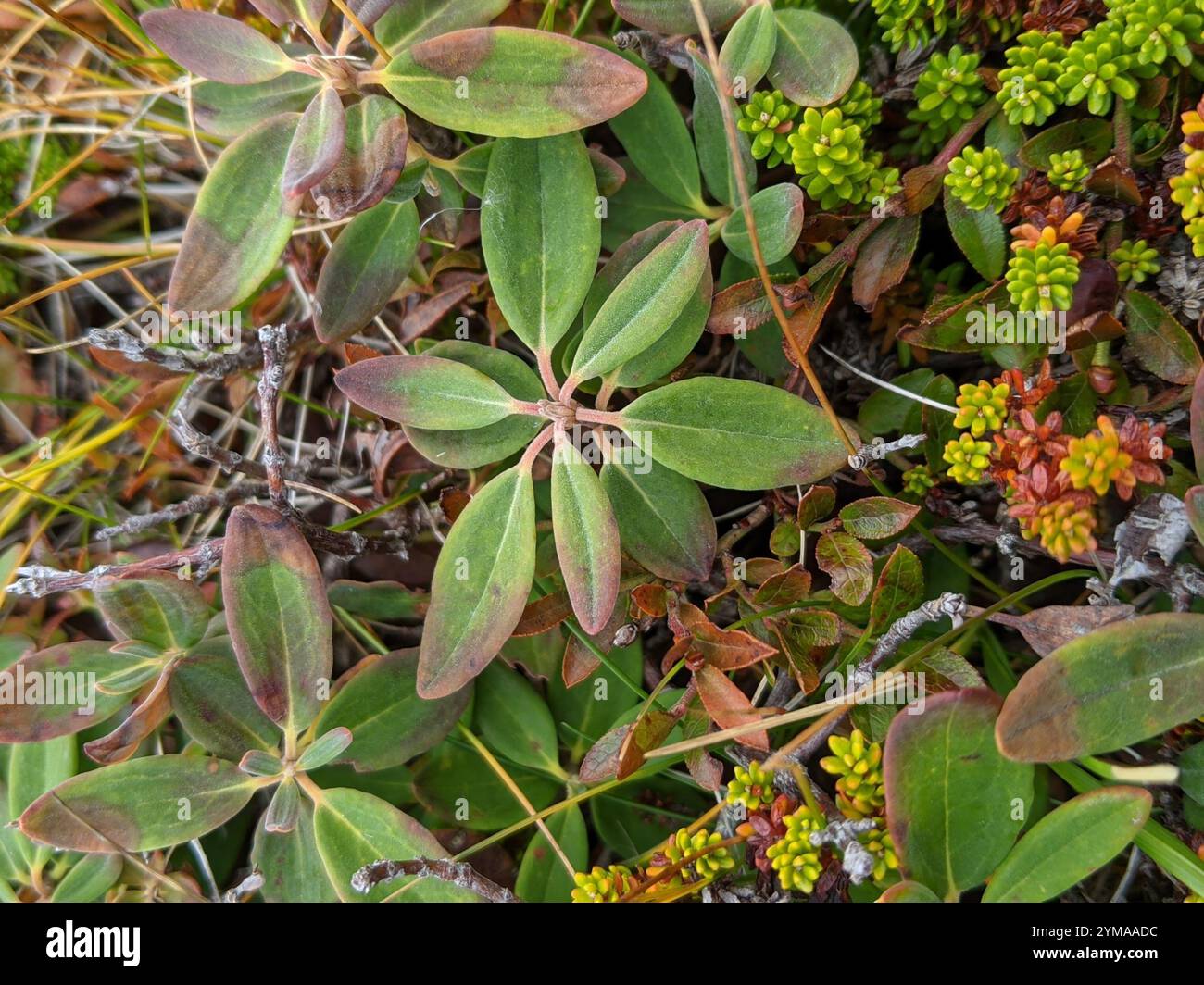 sheep laurel (Kalmia angustifolia Stock Photo - Alamy