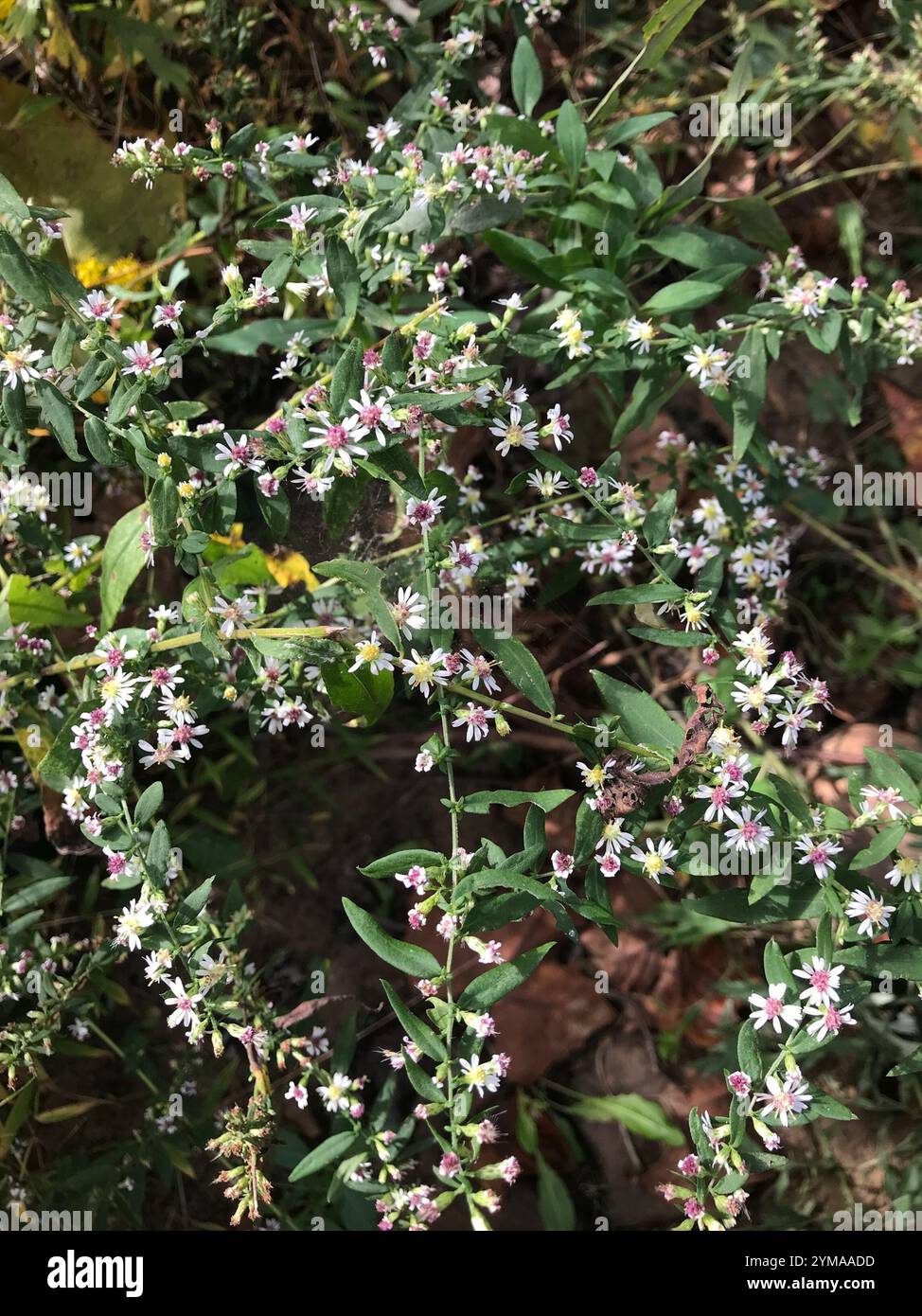 calico aster (Symphyotrichum lateriflorum Stock Photo - Alamy