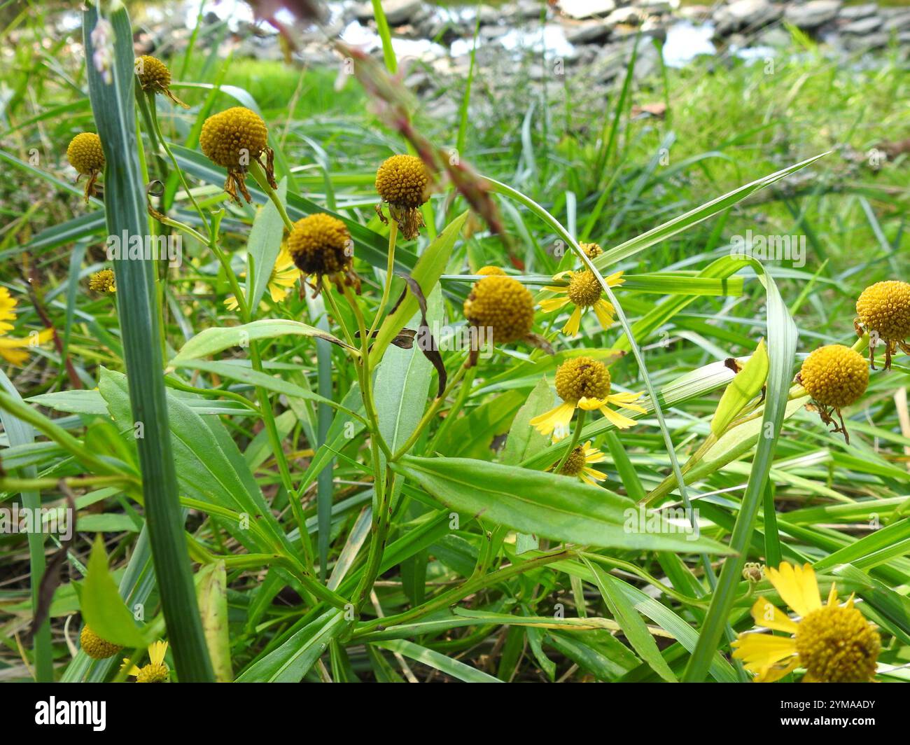 common sneezeweed (Helenium autumnale Stock Photo - Alamy