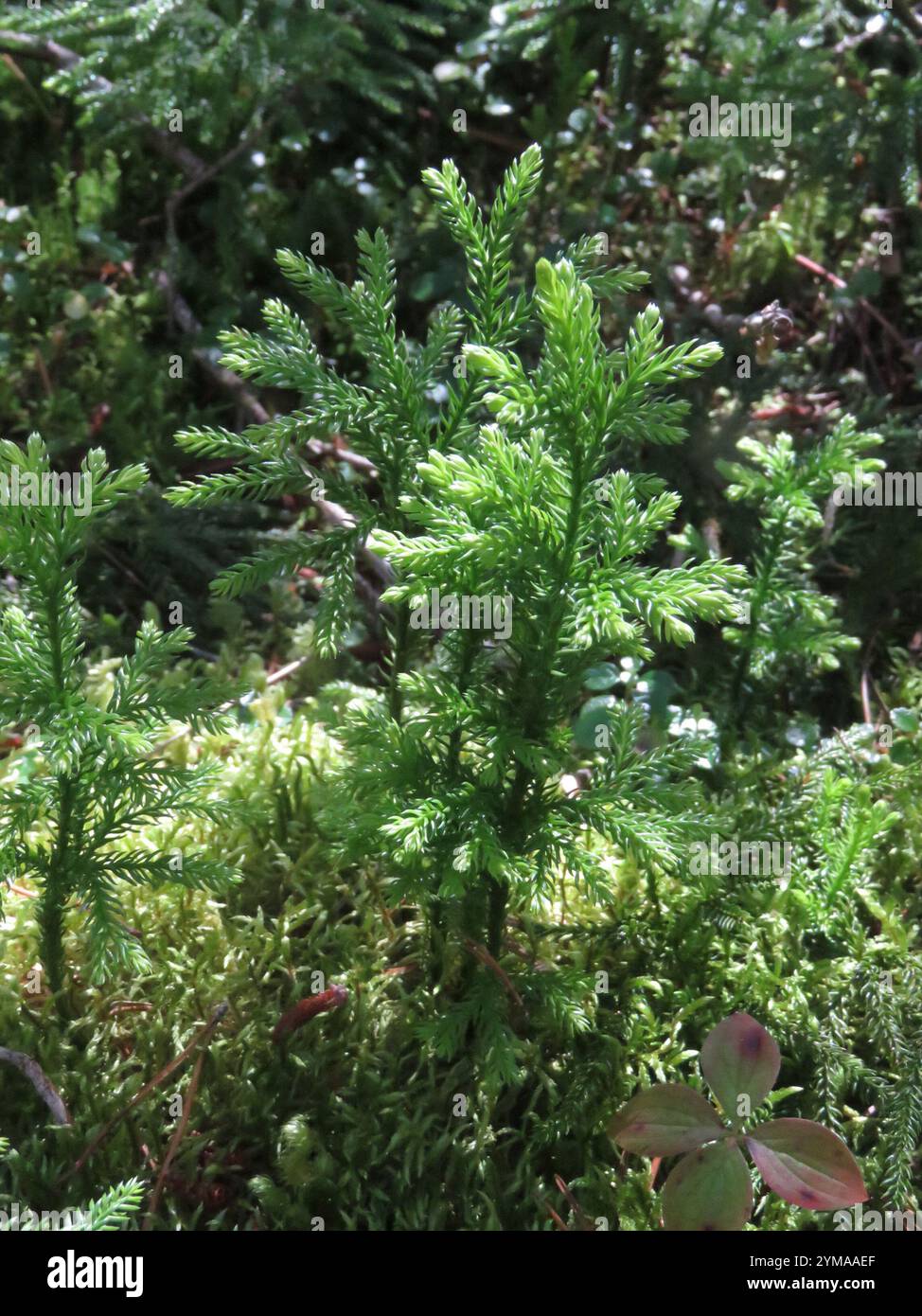 prickly tree-clubmoss (Dendrolycopodium dendroideum Stock Photo - Alamy