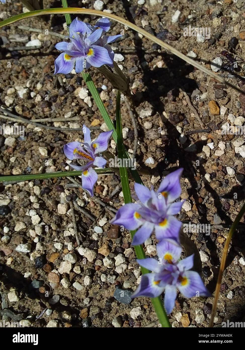 Moraea setifolia hi-res stock photography and images - Alamy