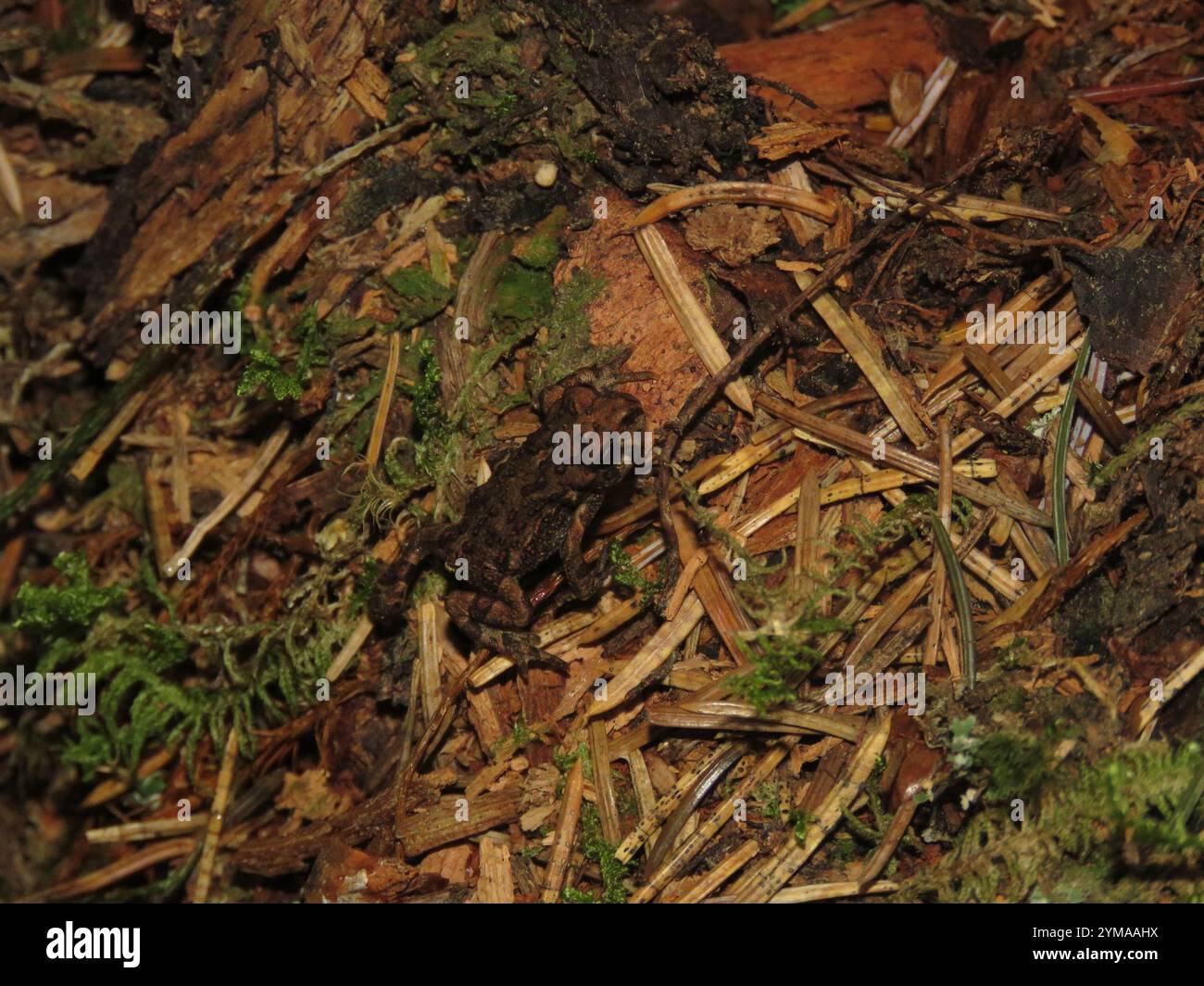 Western Toad (Anaxyrus boreas Stock Photo - Alamy