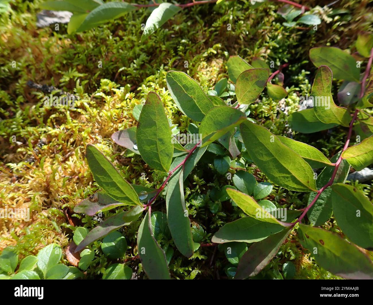 Northern Comandra (Geocaulon lividum Stock Photo - Alamy