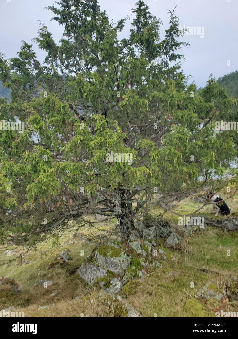 Seaside Juniper (Juniperus maritima Stock Photo - Alamy