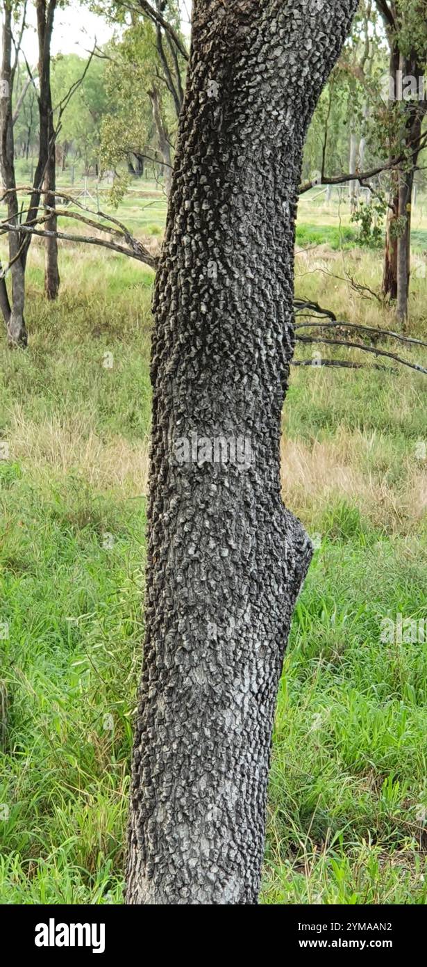 Whitewood (Atalaya hemiglauca Stock Photo - Alamy