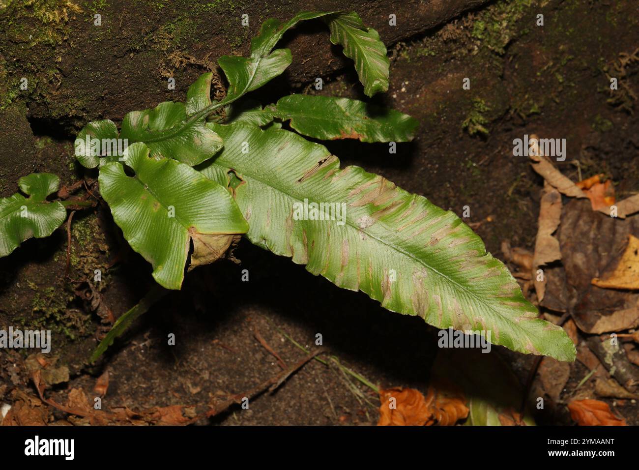 Hart's-tongue fern (Asplenium scolopendrium Stock Photo - Alamy
