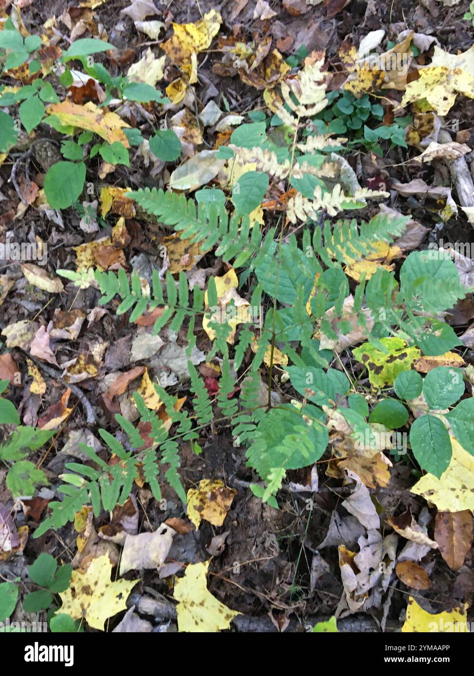 eagle fern (Pteridium aquilinum latiusculum Stock Photo - Alamy