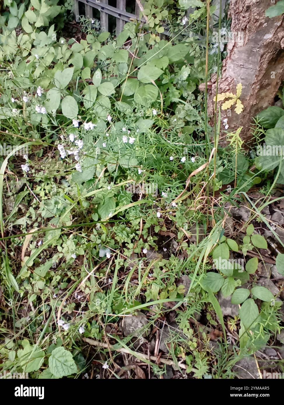 Pale Toadflax (Linaria repens Stock Photo - Alamy