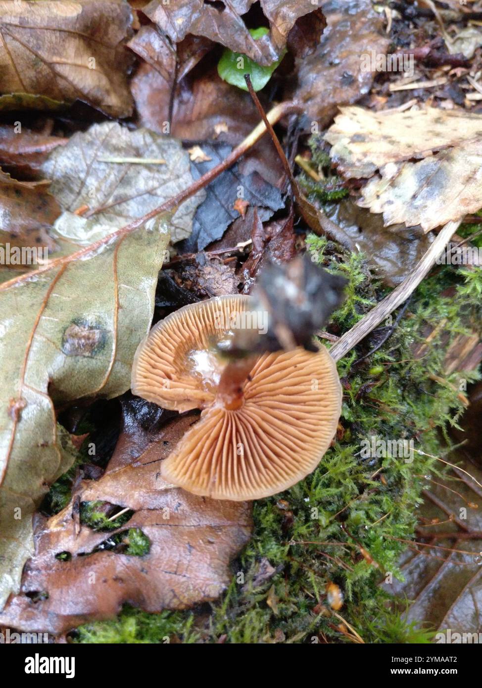 Moss Bells (Galerina Stock Photo - Alamy