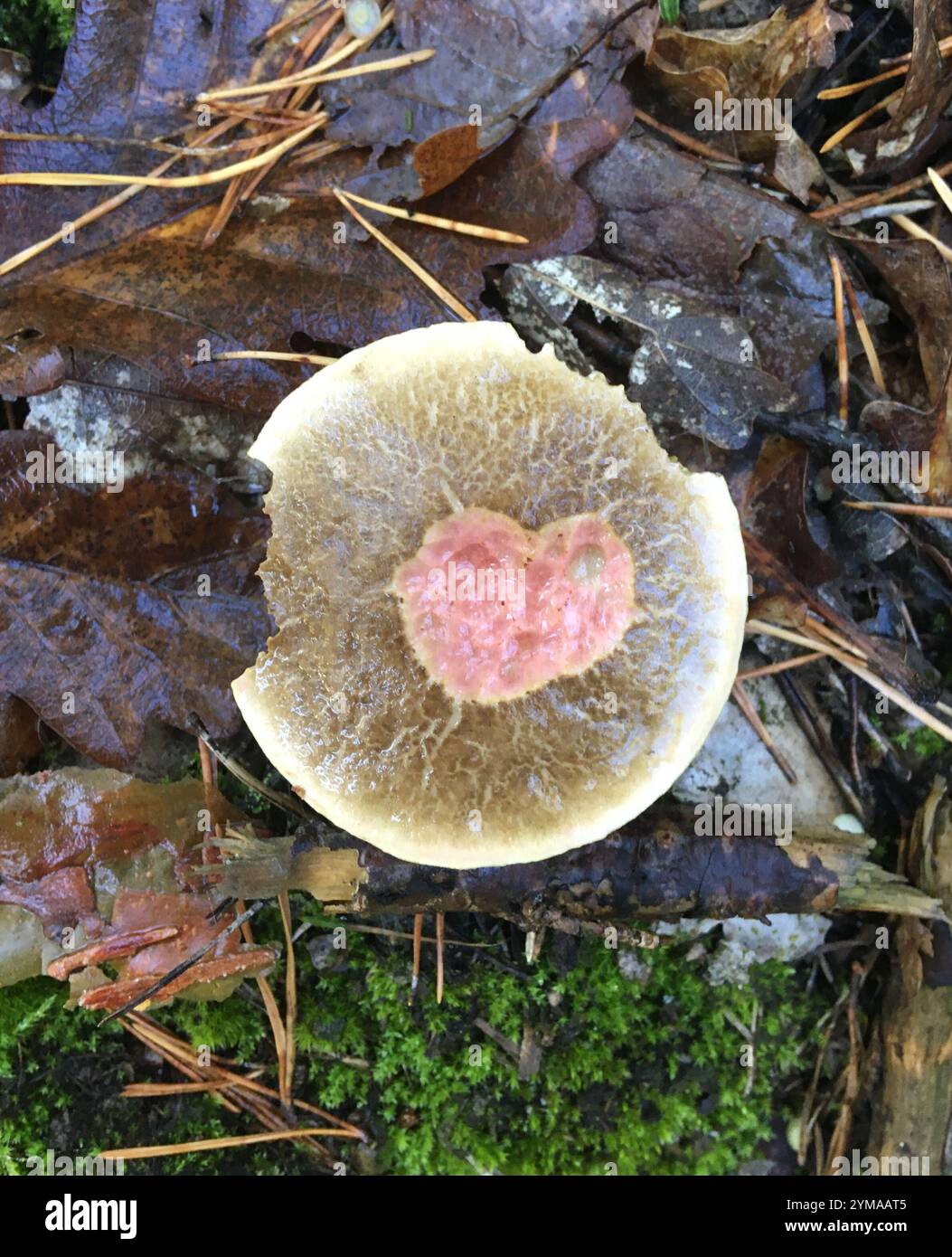 Red-cracking Bolete (Xerocomellus chrysenteron Stock Photo - Alamy