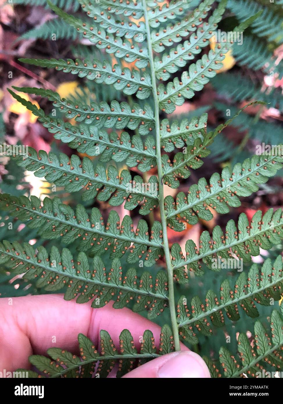 marginal wood fern (Dryopteris marginalis Stock Photo - Alamy