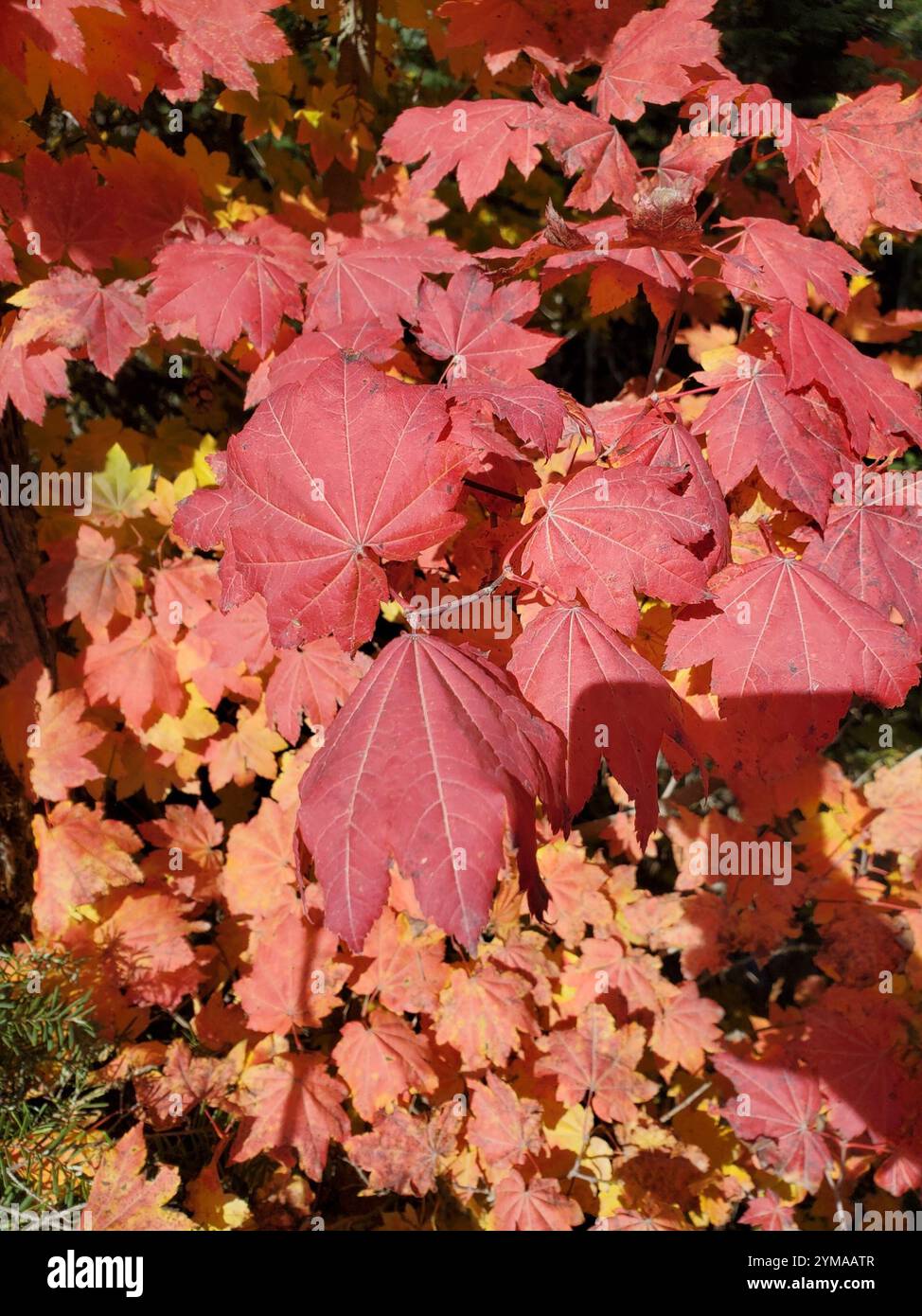 Vine Maple (Acer circinatum Stock Photo - Alamy