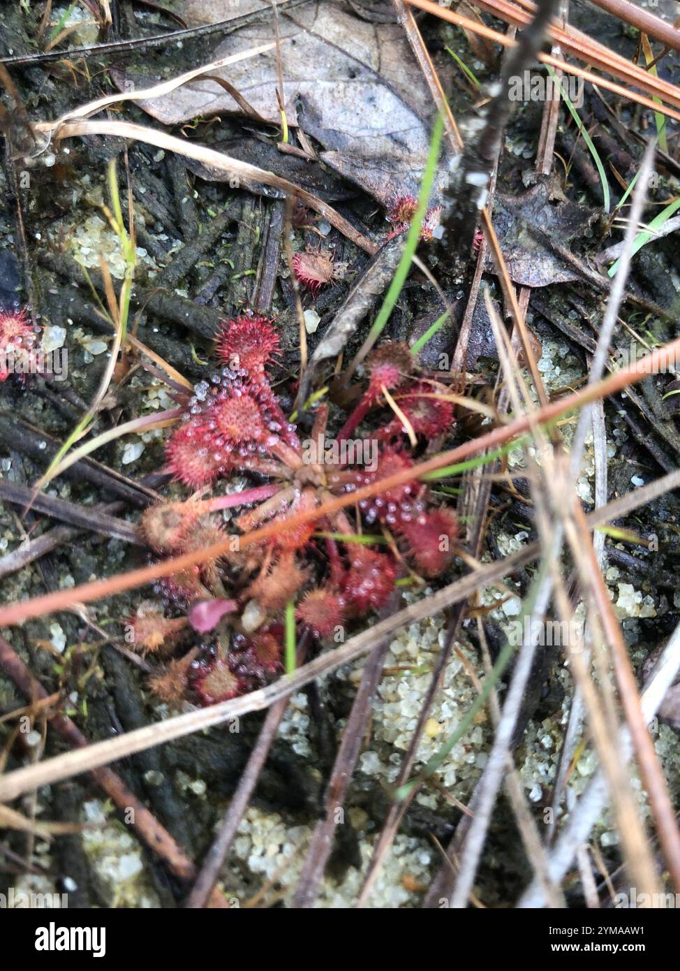 Pink Sundew (Drosera capillaris Stock Photo - Alamy