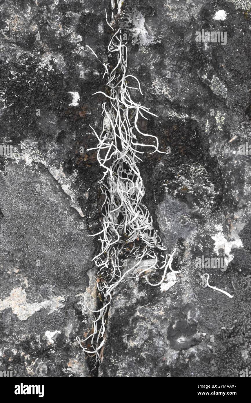Whiteworm Lichen (Thamnolia vermicularis Stock Photo - Alamy
