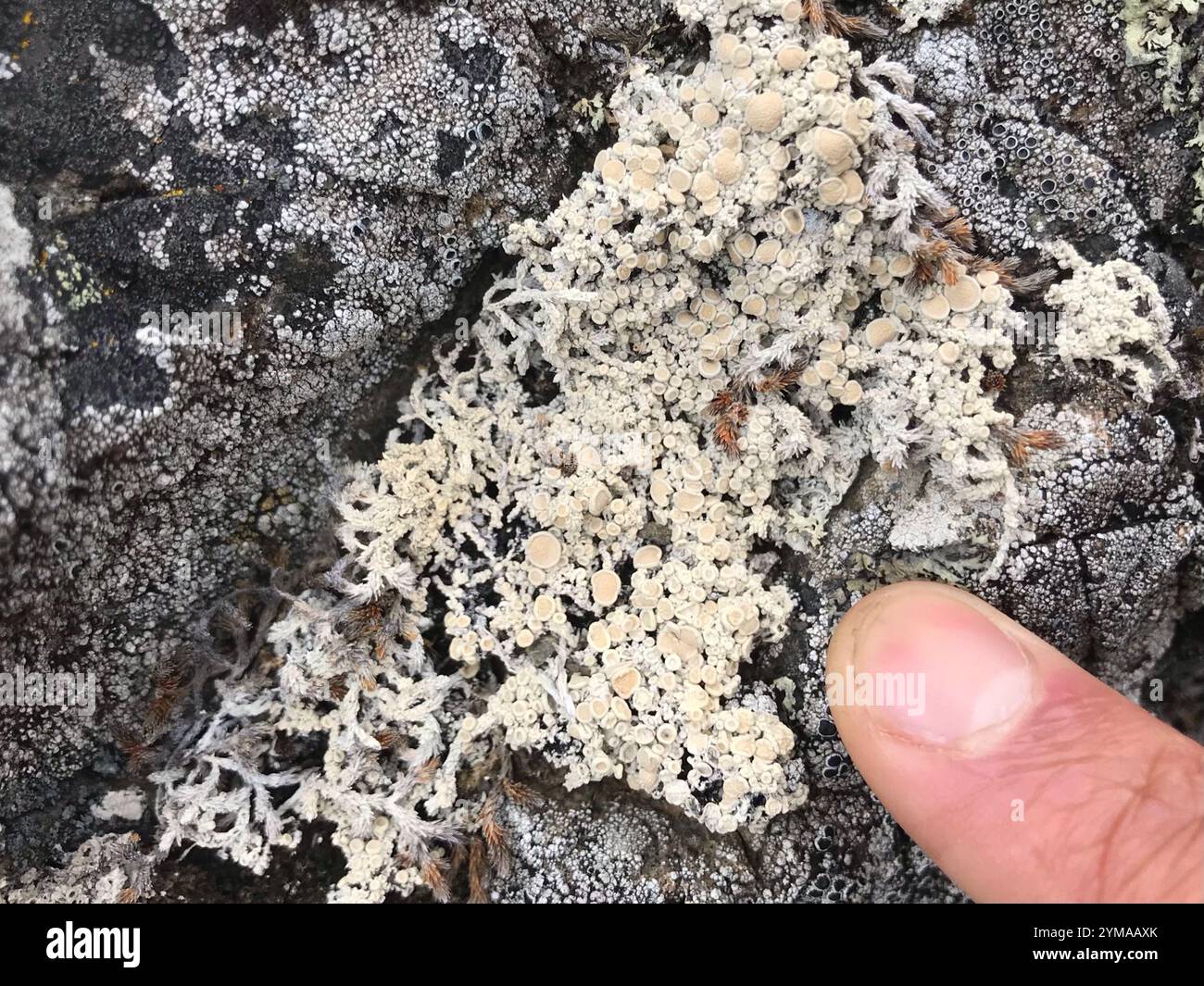 common lichens (Lecanoromycetes Stock Photo - Alamy