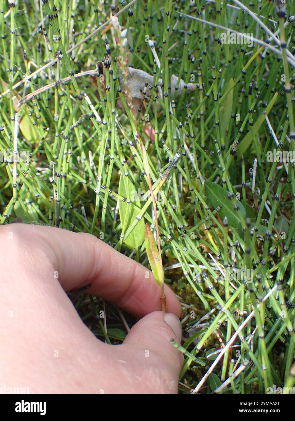 alpine bistort (Bistorta vivipara Stock Photo - Alamy