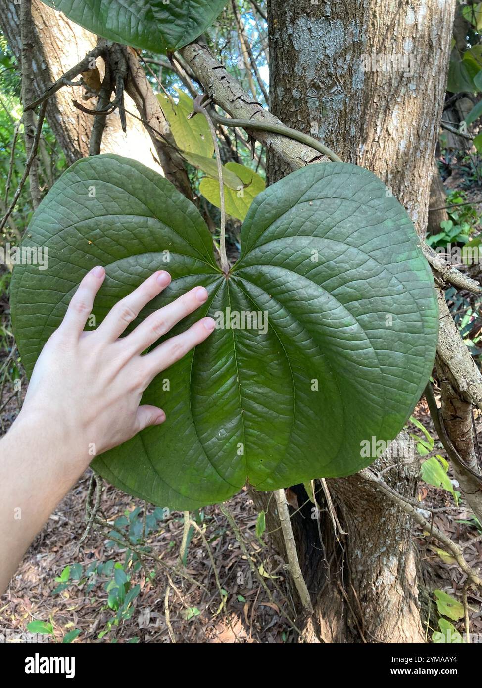 air potato (Dioscorea bulbifera Stock Photo - Alamy