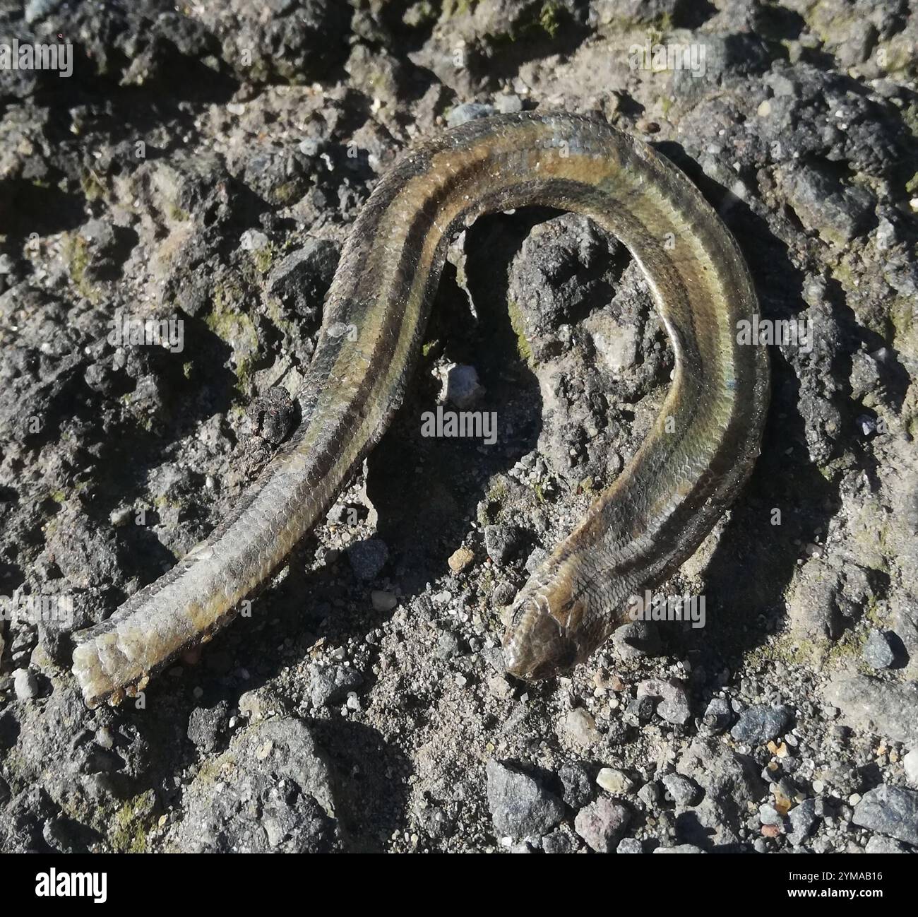 Common Slowworm (Anguis fragilis Stock Photo - Alamy