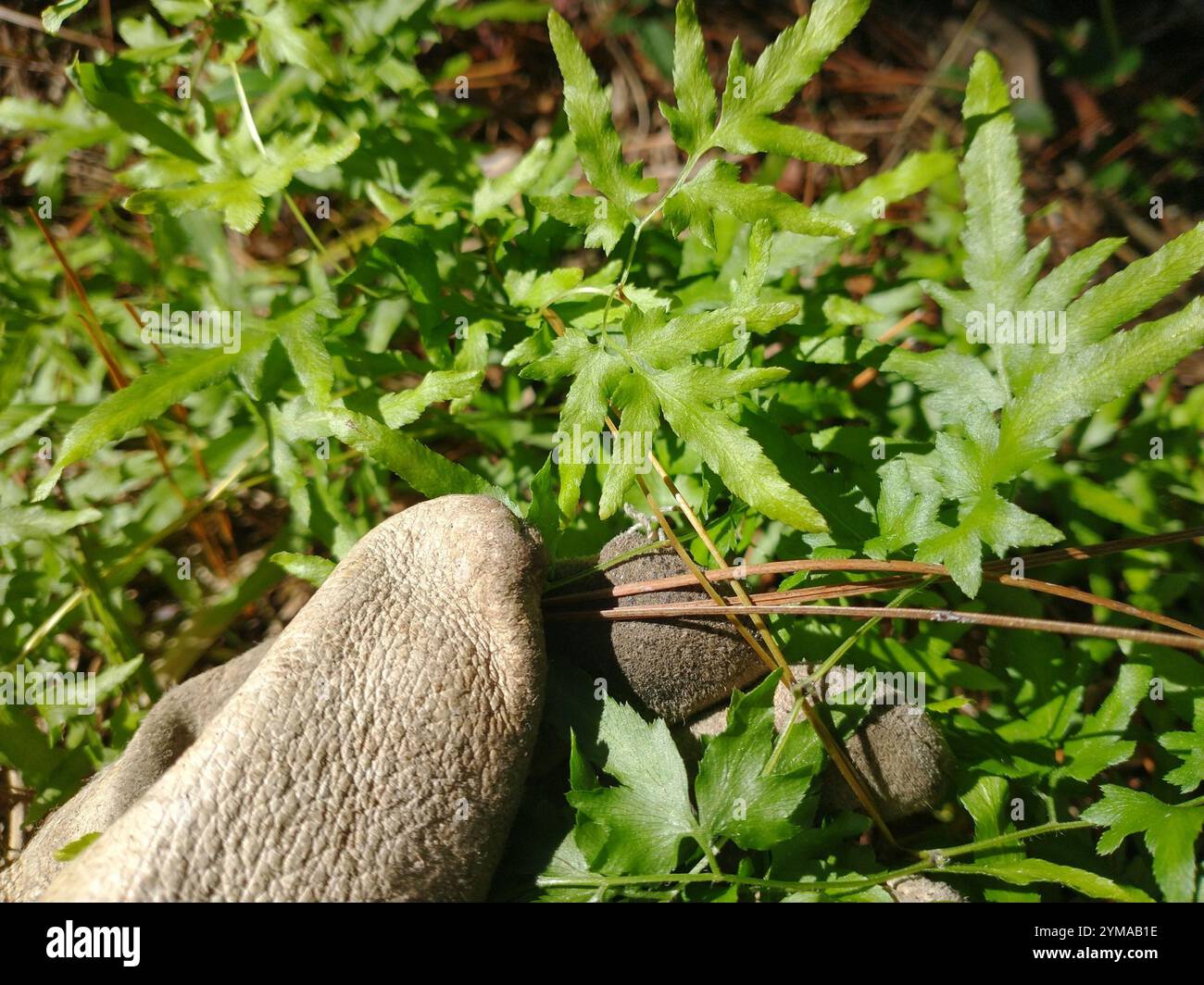 Japanese climbing fern (Lygodium japonicum Stock Photo - Alamy