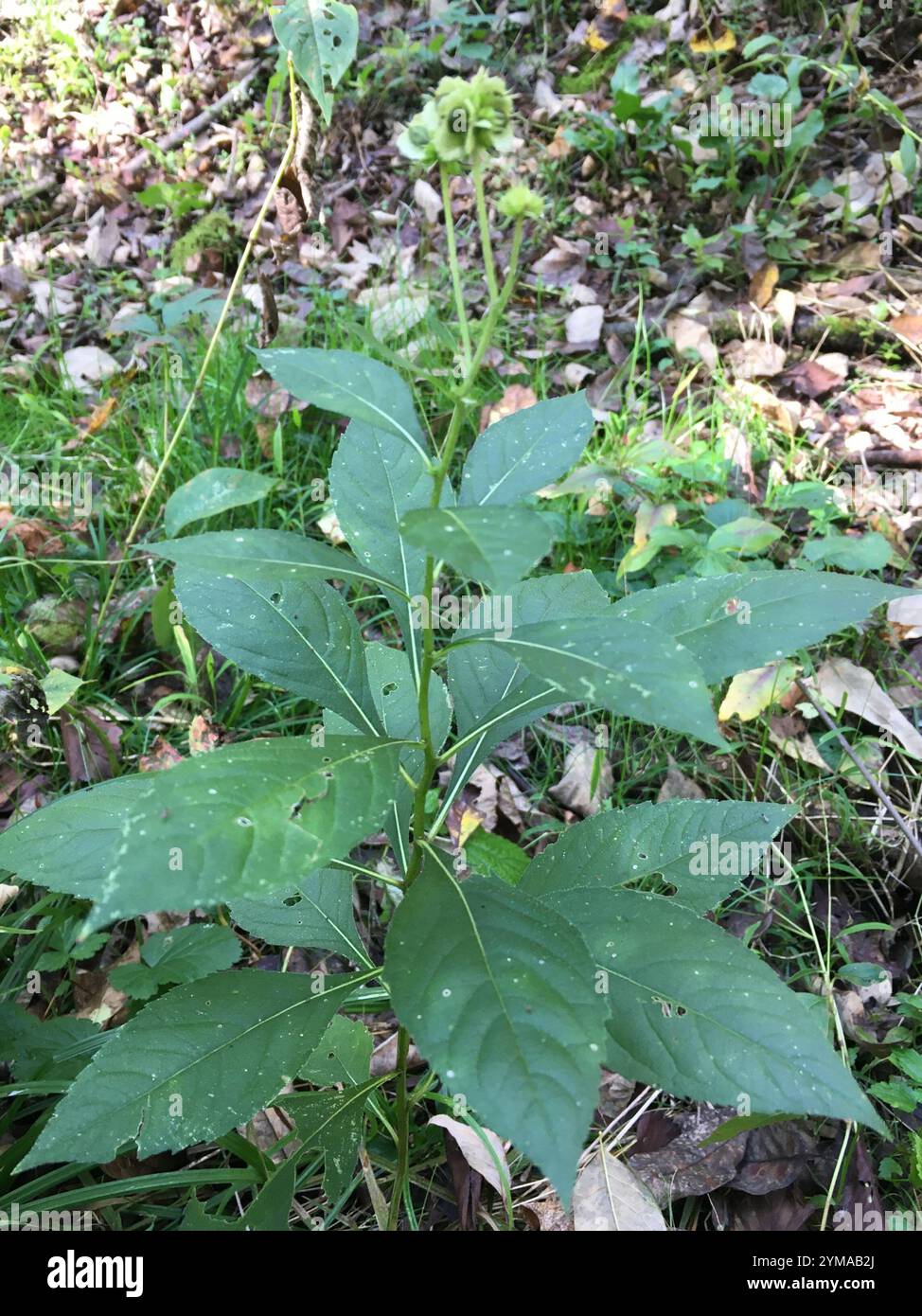 Wingstem (Verbesina alternifolia Stock Photo - Alamy