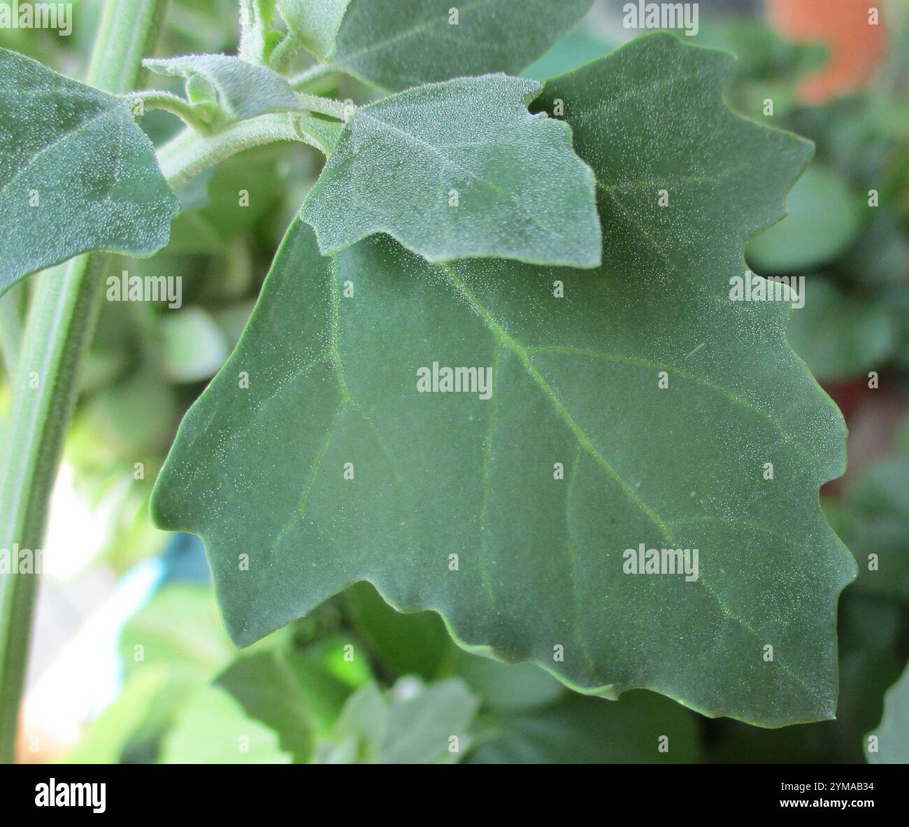 Common Lambsquarters (Chenopodium album Stock Photo - Alamy