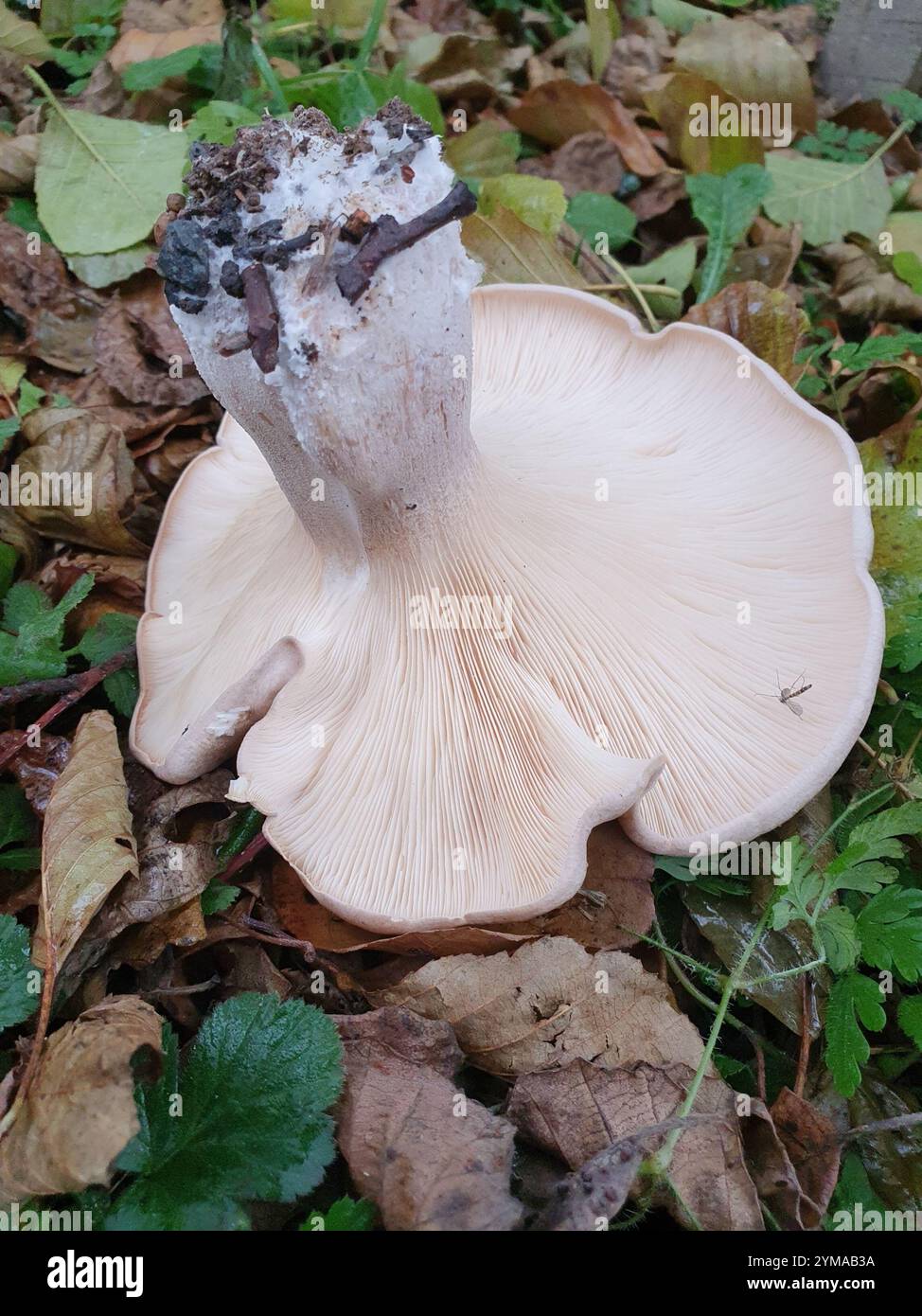 Cloudy Clitocybe (Clitocybe nebularis Stock Photo - Alamy