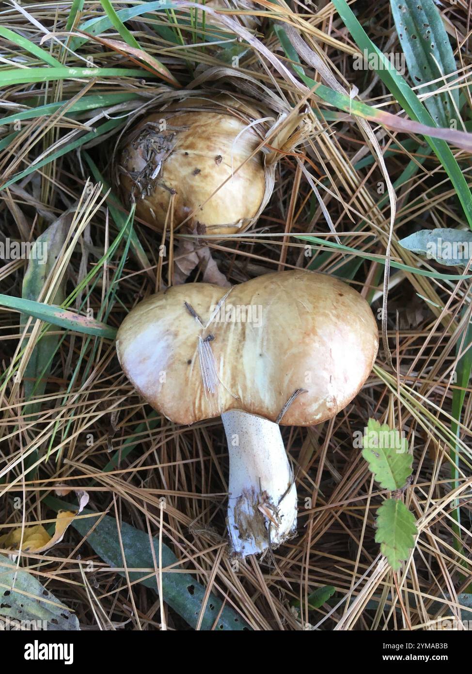 Butterball (Suillus weaverae Stock Photo - Alamy