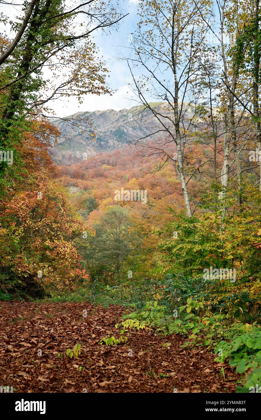road crossing the forest during autumn season Stock Photo - Alamy