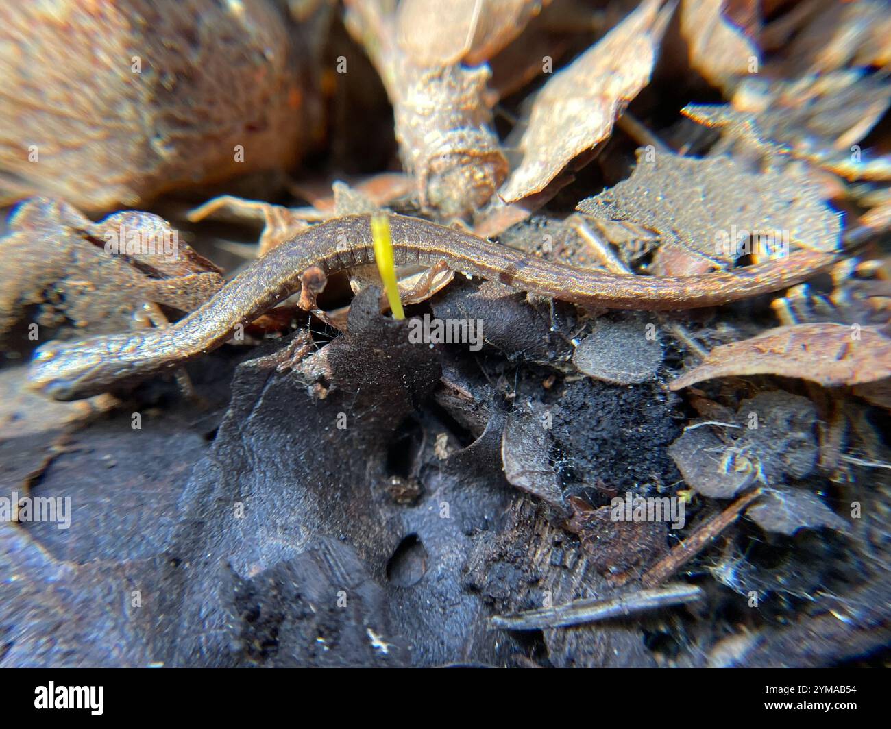 California Slender Salamander (Batrachoseps attenuatus Stock Photo - Alamy