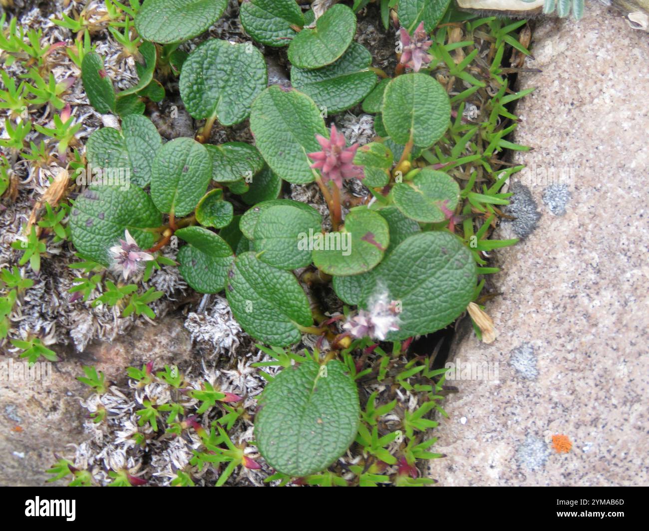 Net-leaved Willow (Salix reticulata Stock Photo - Alamy