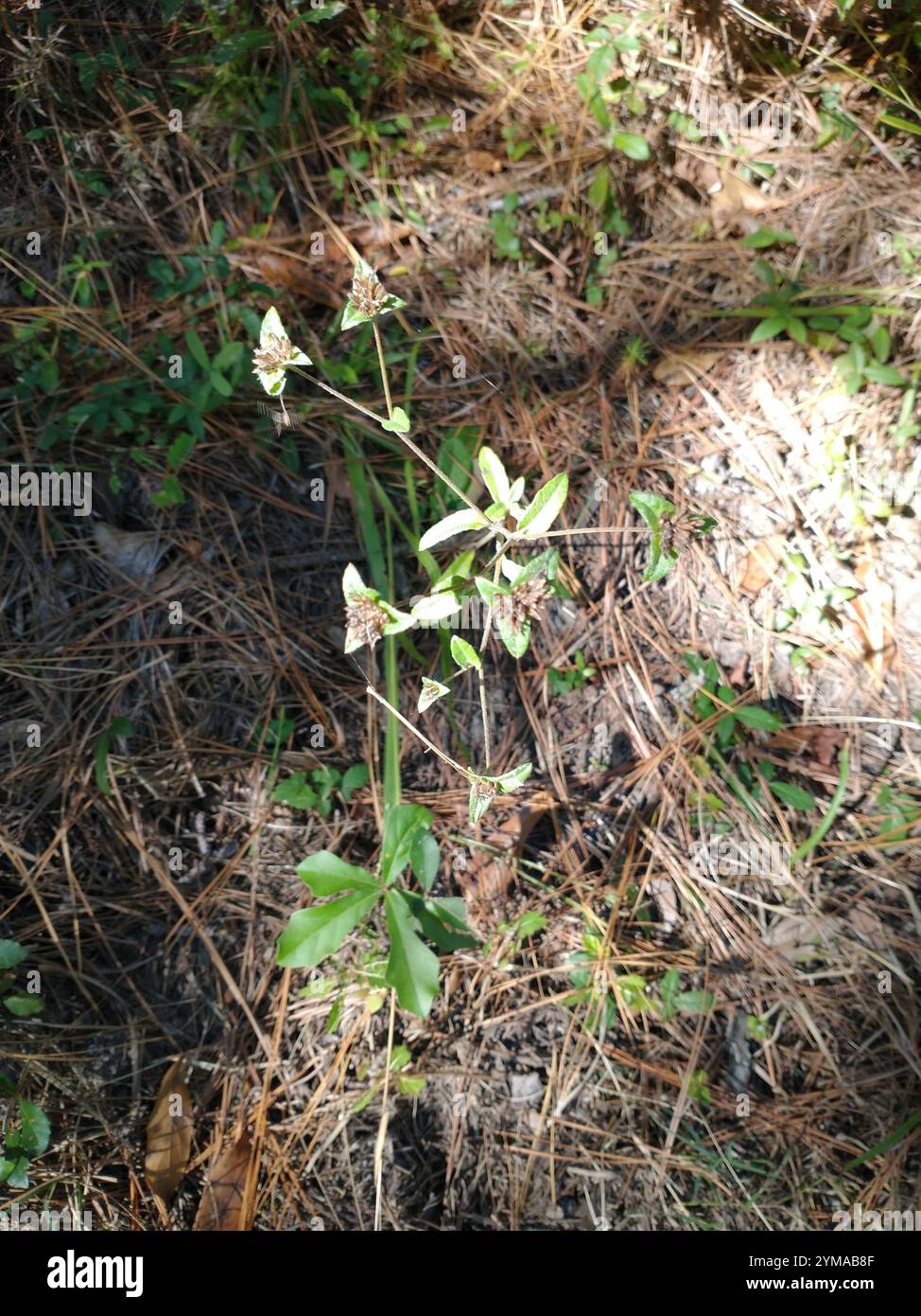common elephant's-foot (Elephantopus tomentosus Stock Photo - Alamy