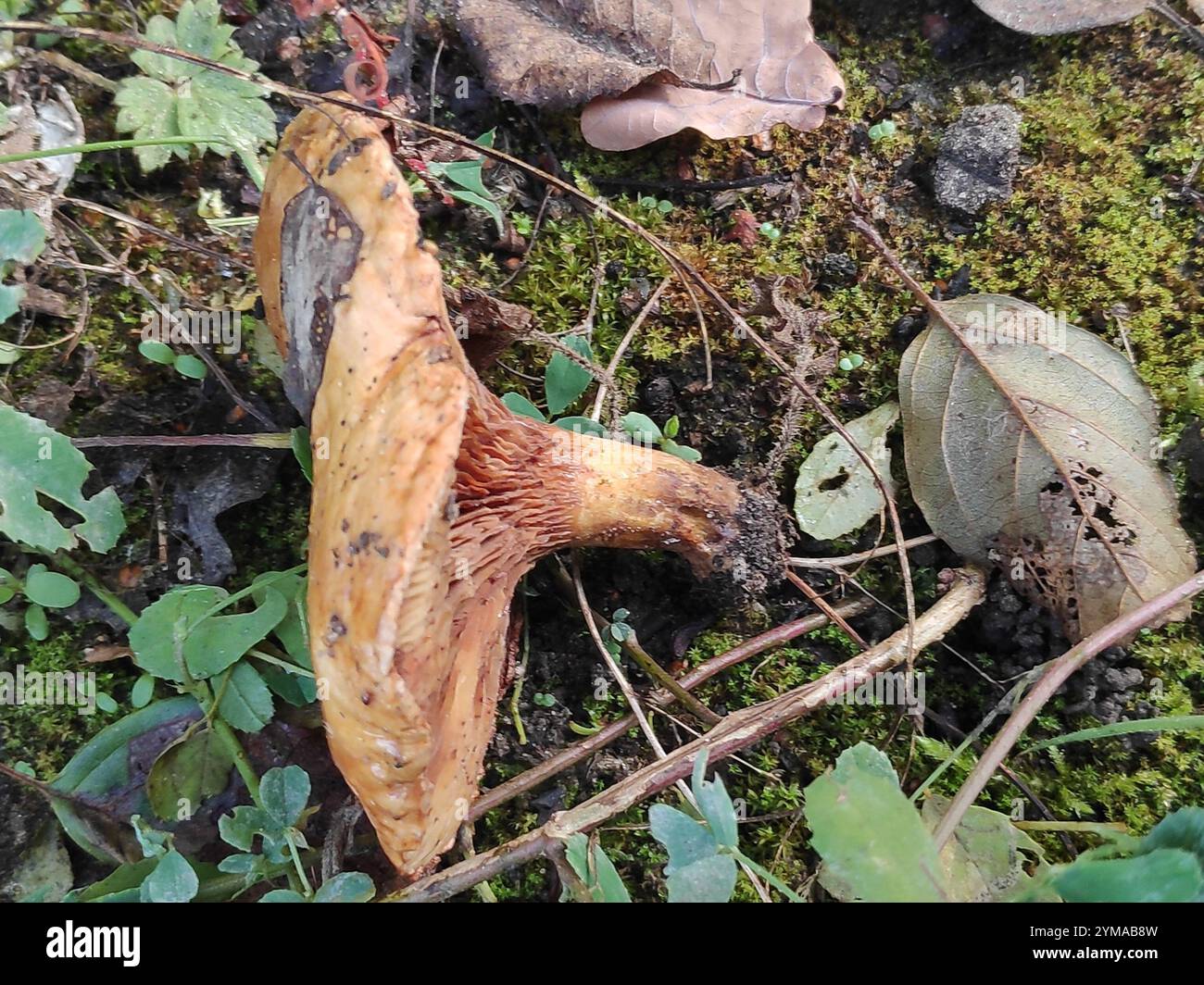 Brown Roll-Rim (Paxillus involutus Stock Photo - Alamy