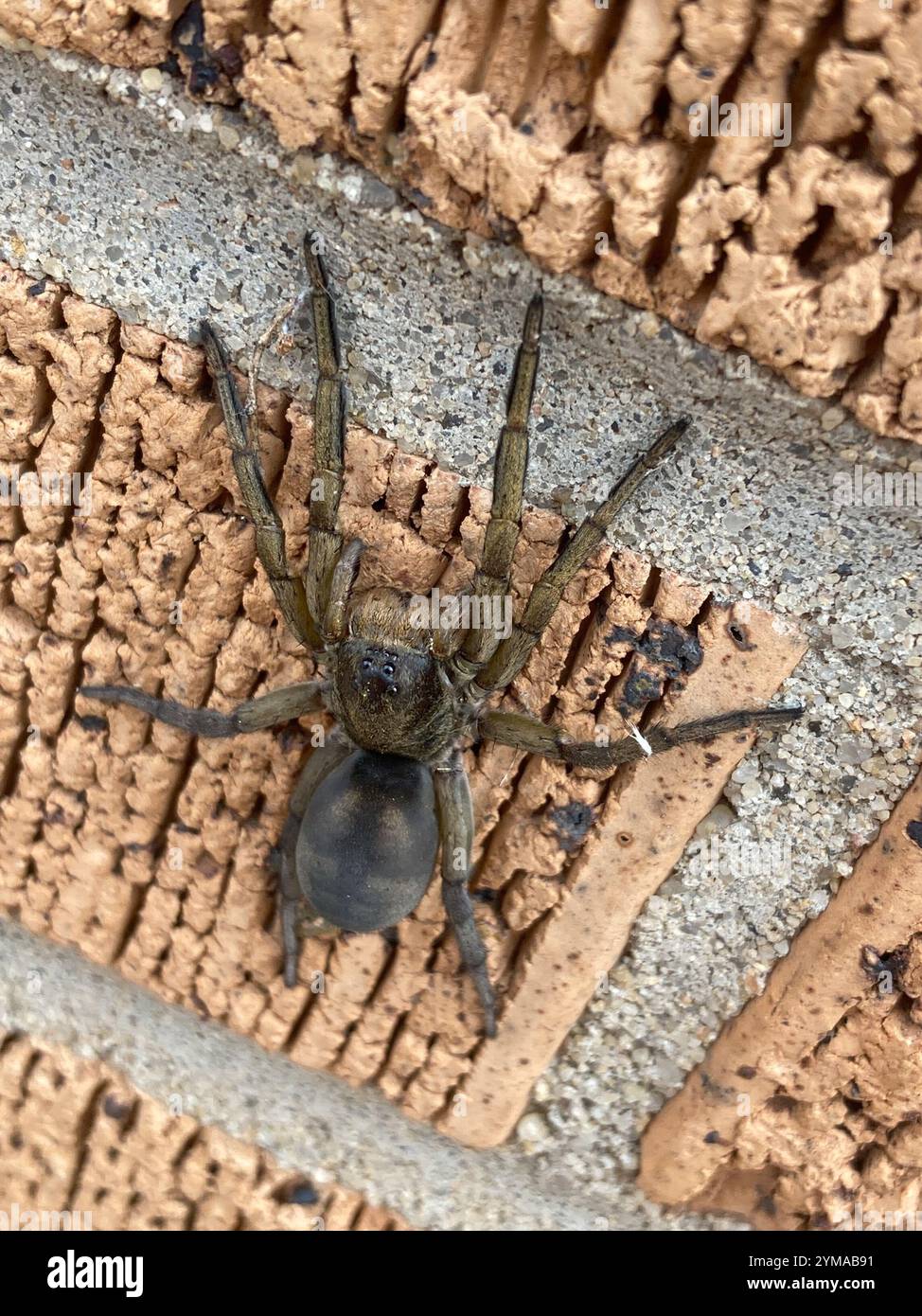 Burrowing Wolf Spiders (Geolycosa Stock Photo - Alamy