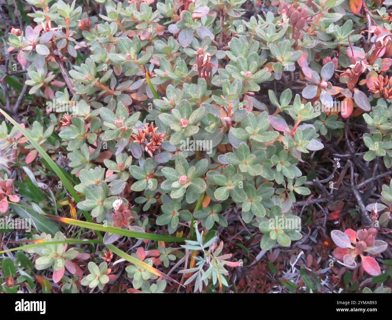 Rhododendron lapponicum hi-res stock photography and images - Alamy