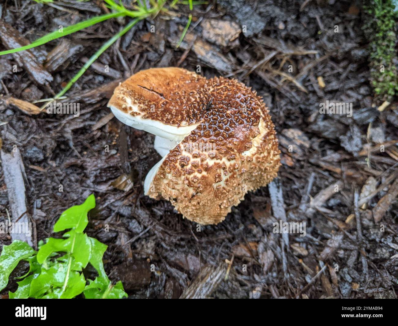 Freckled dapperling hi-res stock photography and images - Alamy