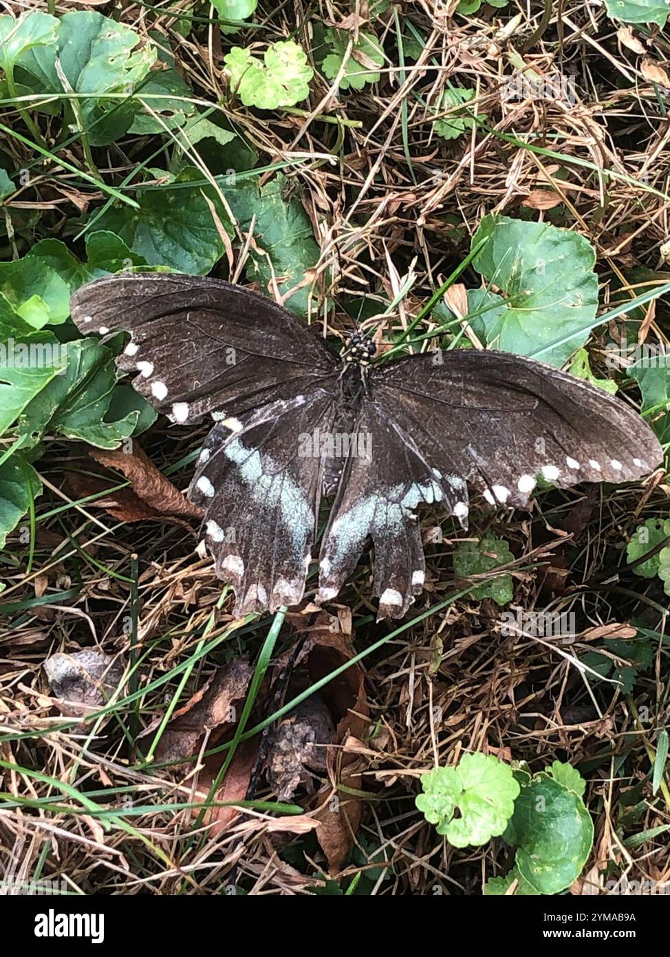 Spicebush Swallowtail (Papilio troilus Stock Photo - Alamy