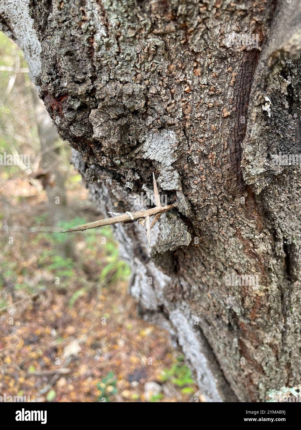 honey locust (Gleditsia triacanthos Stock Photo - Alamy