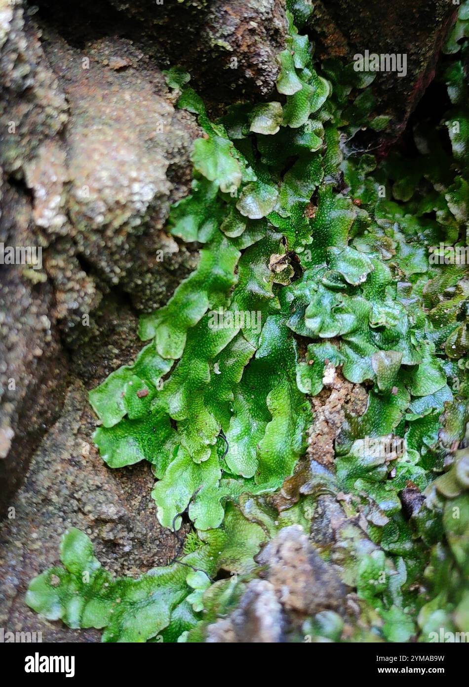 Great Scented Liverwort (Conocephalum conicum Stock Photo - Alamy